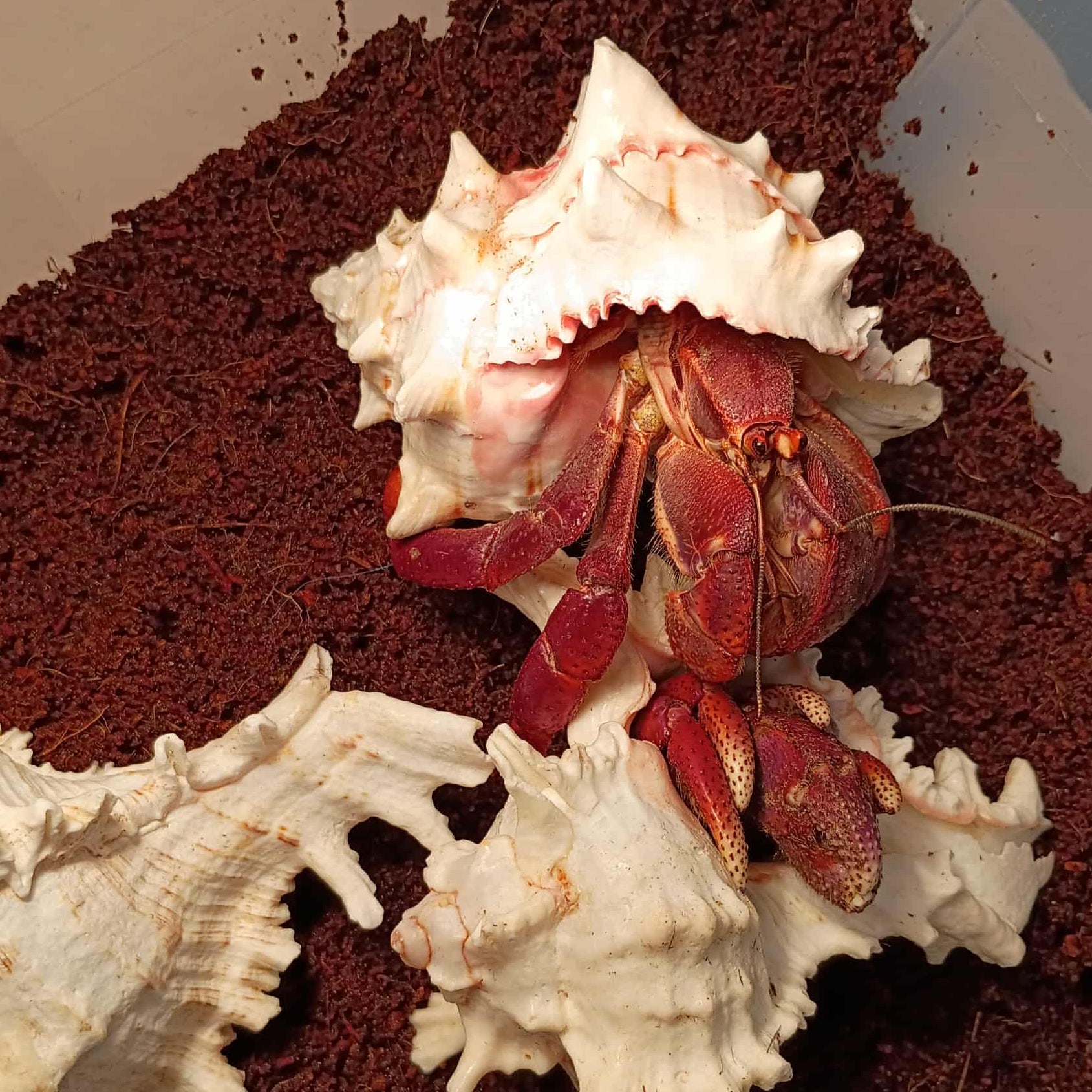 Coenobita clypeatus (Giant Purple Hermit Crabs) – Gallegos Zoological
