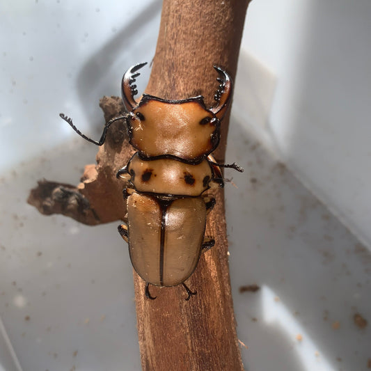 Gallegos Zoological Supply