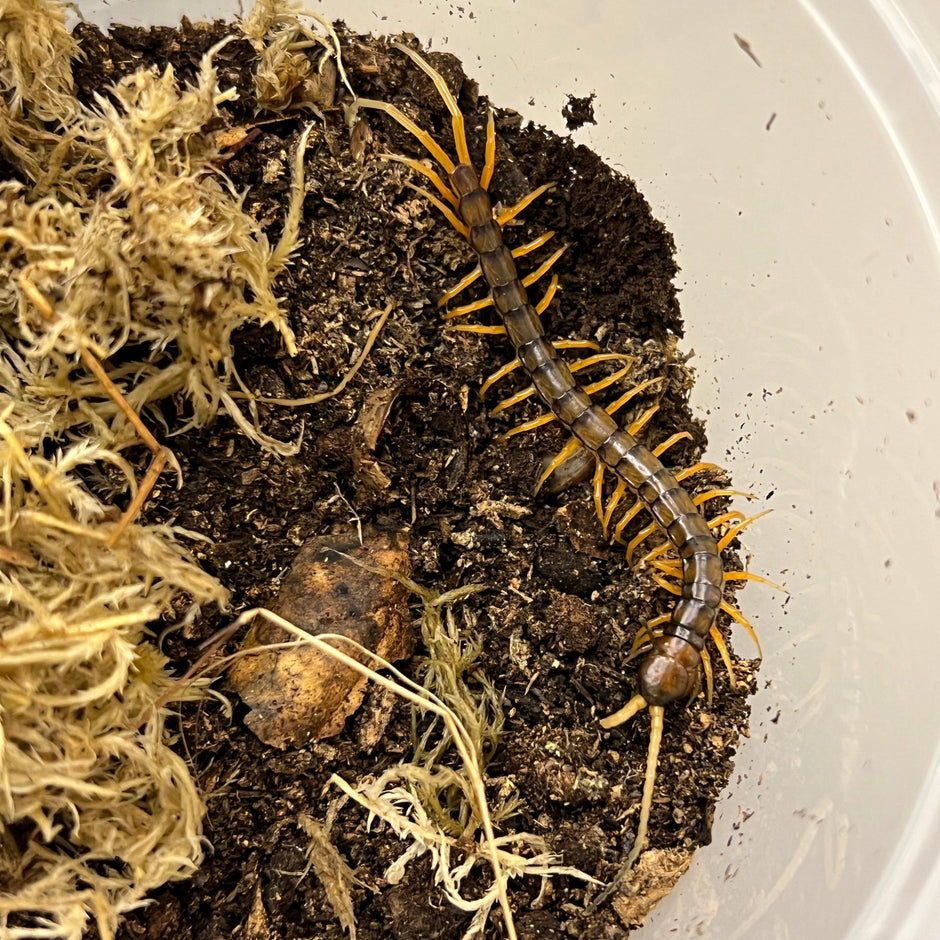 Centipedes – Gallegos Zoological