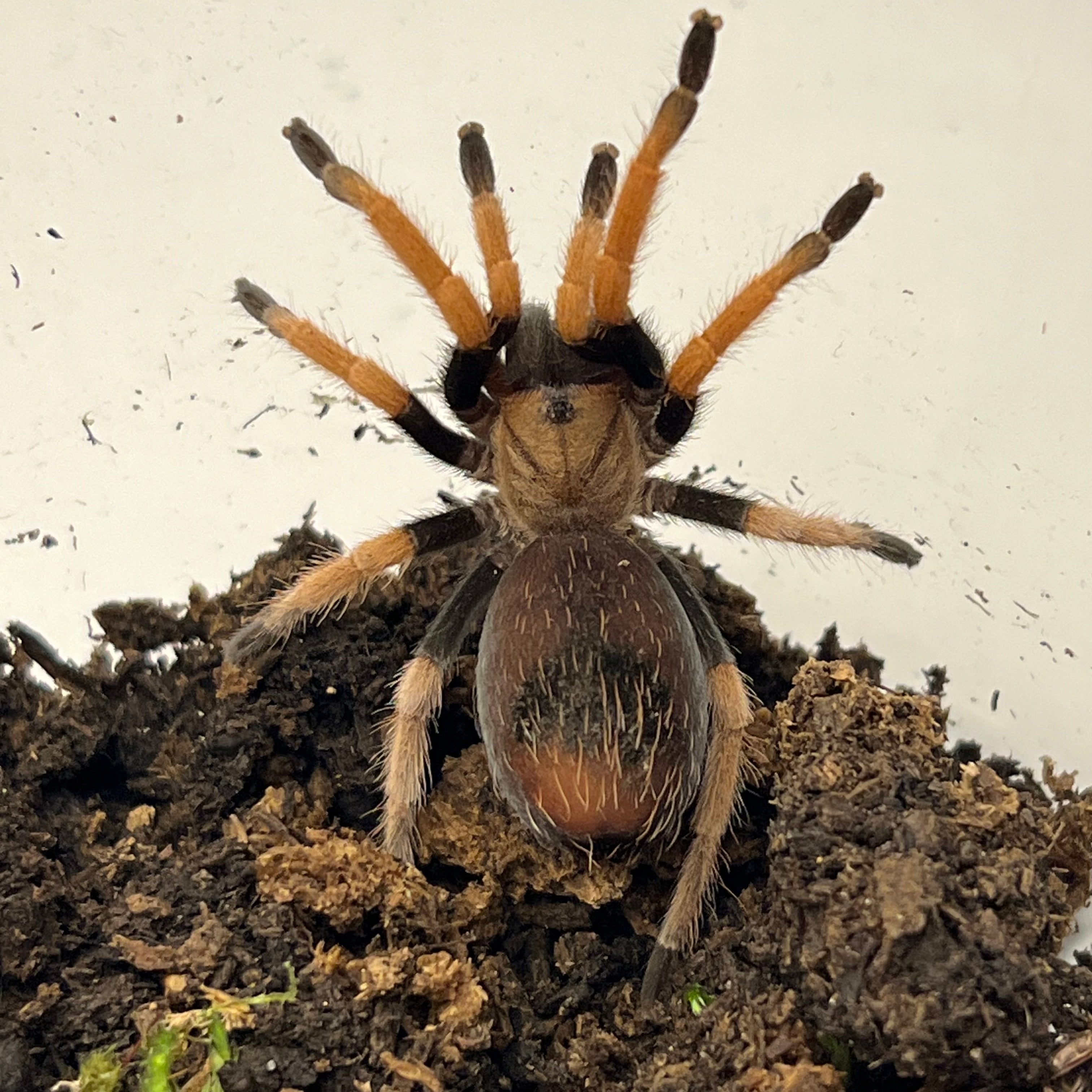 Phonopelma bicoloratum (Mexican Bloodleg Tarantula) – Gallegos Zoological