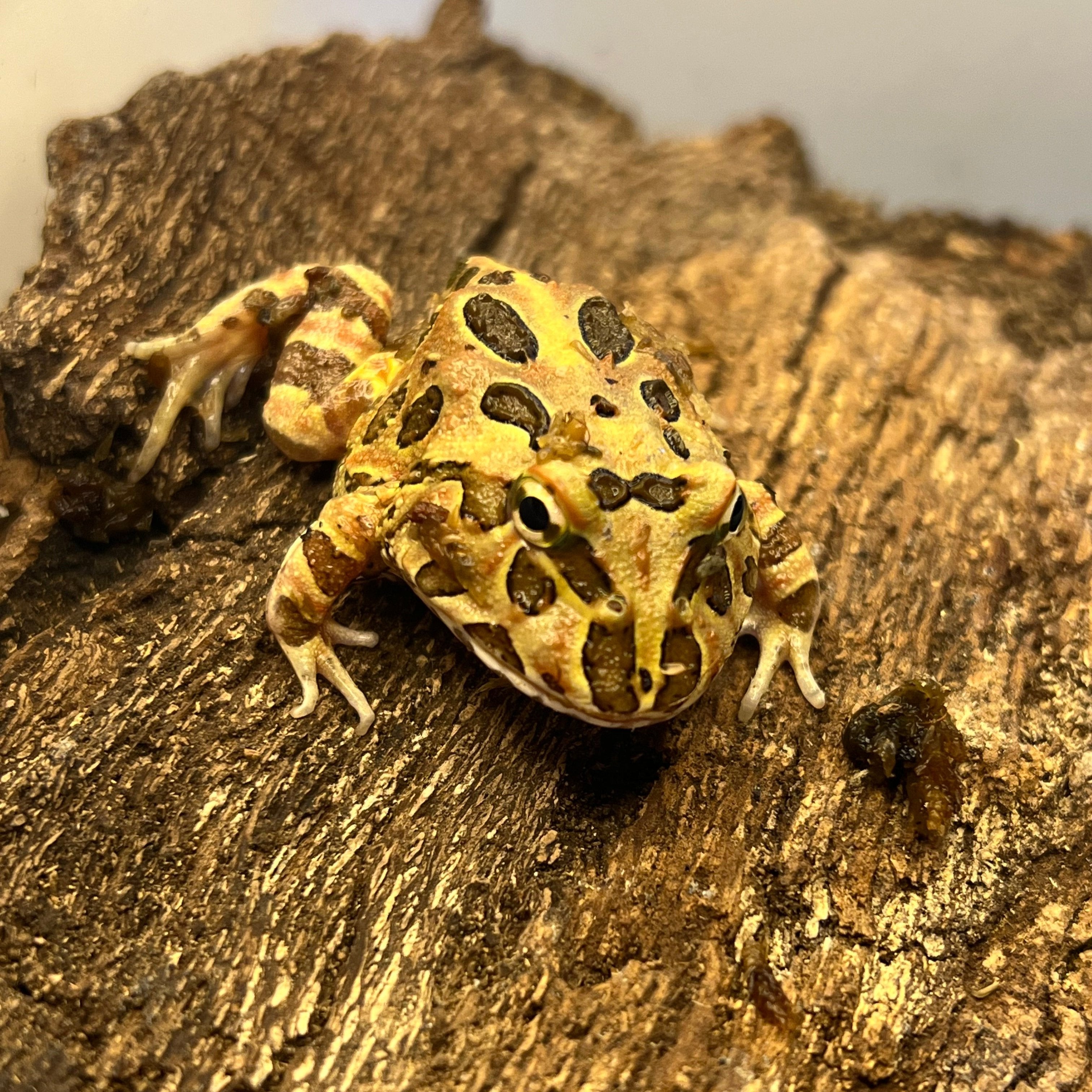 Gallegos Zoological Supply - exotic animals for sale