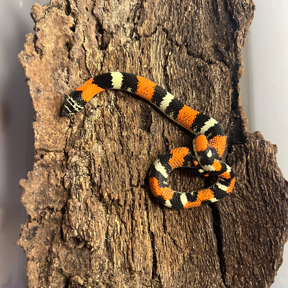 Snakes – Gallegos Zoological