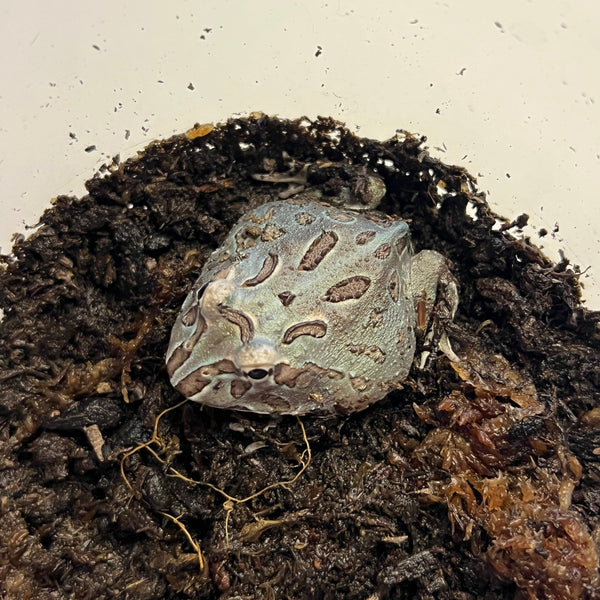 Ceratophrys cranwelli (Phantom Mutant Pacman Frog) – Gallegos Zoological