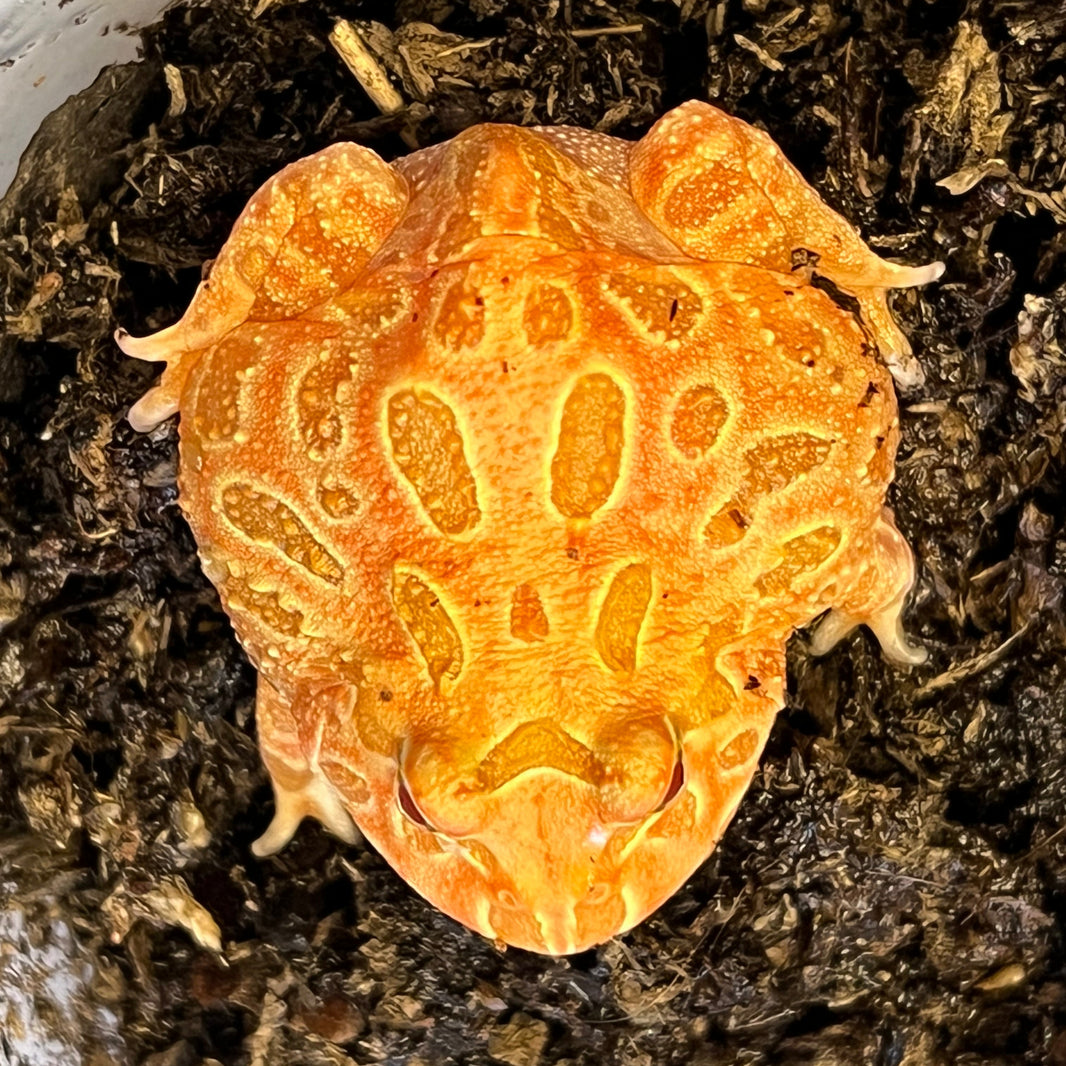 Amphibians – Gallegos Zoological