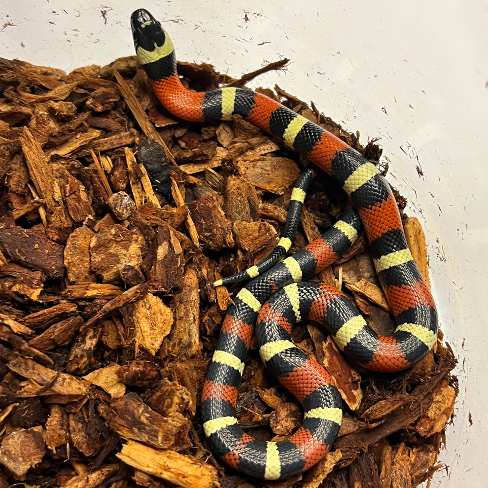 Lampropeltis triangulum hondurensis x Lampropeltis triangulum campbell ...
