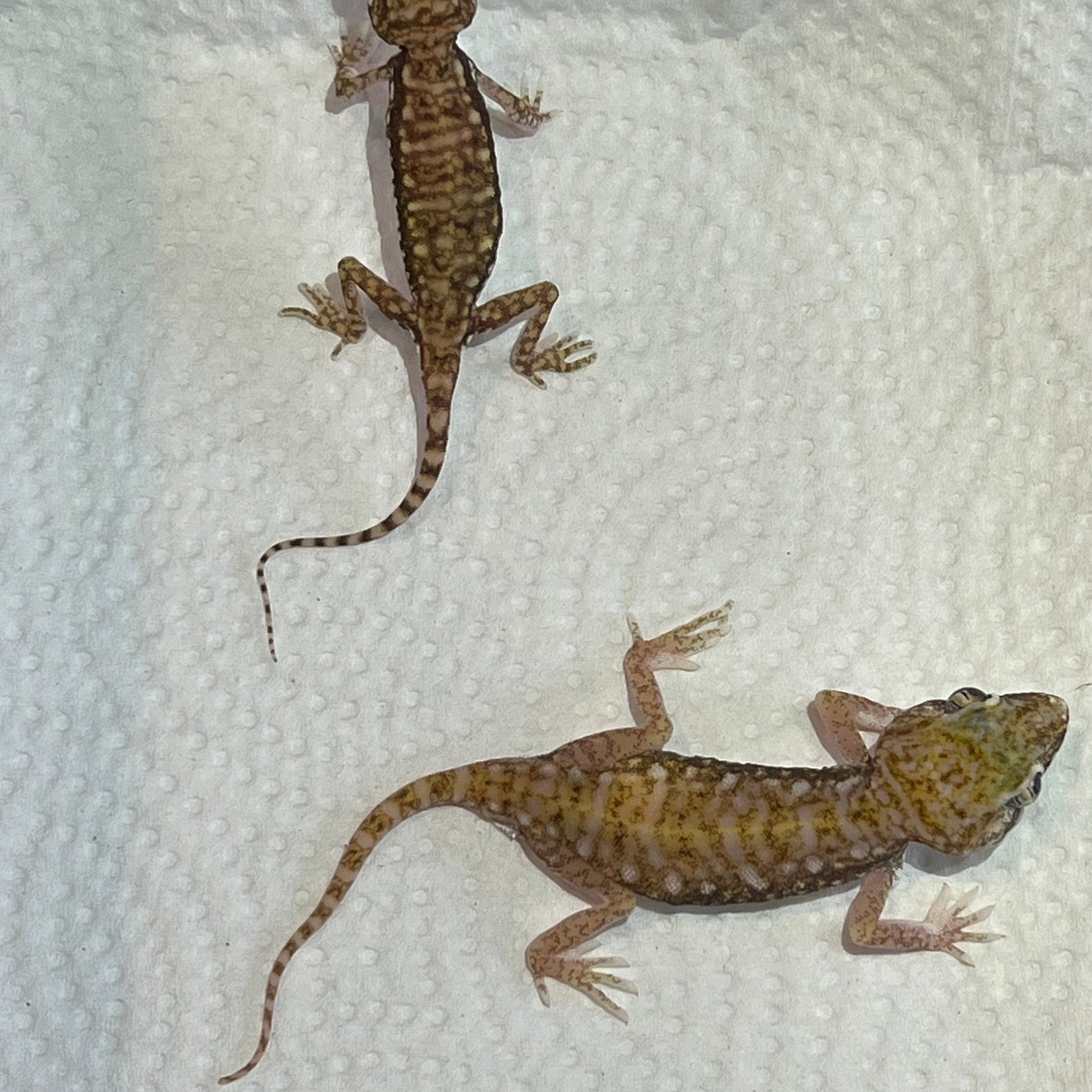 Stenodactylus petrii (Egyptian Dune Gecko) – Gallegos Zoological