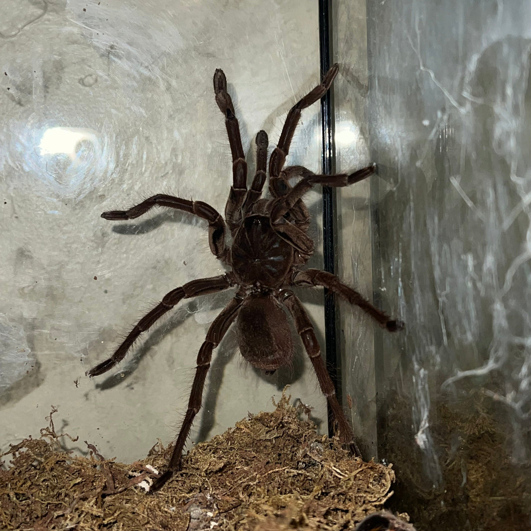 Gallegos Zoological Supply - exotic animals for sale