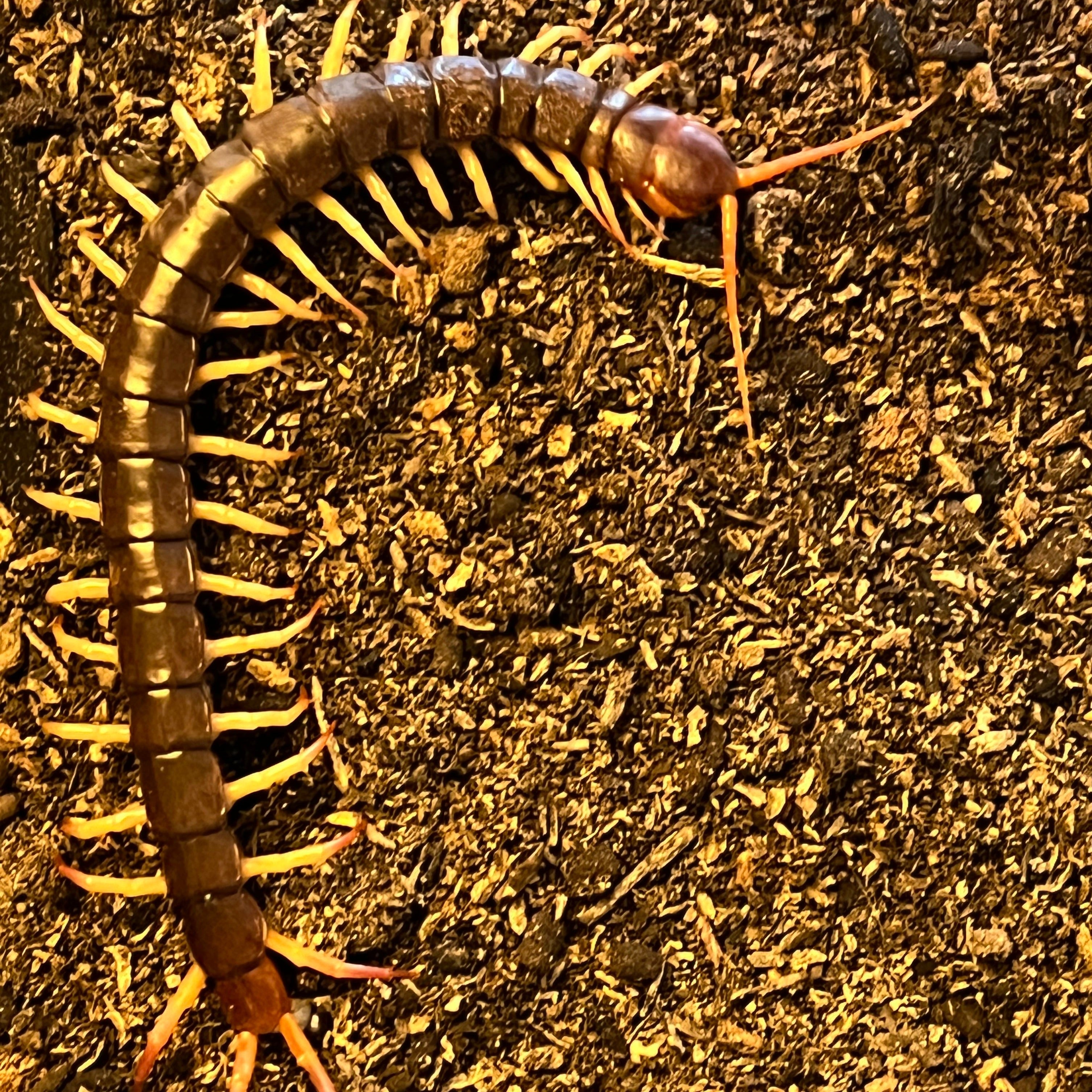 Scolopendra dehaani (Thai Yellow Leg Centipede) – Gallegos Zoological