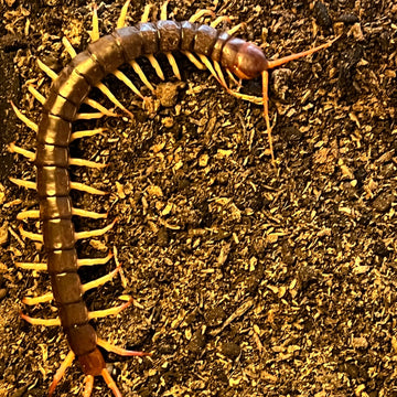 Centipedes – Gallegos Zoological