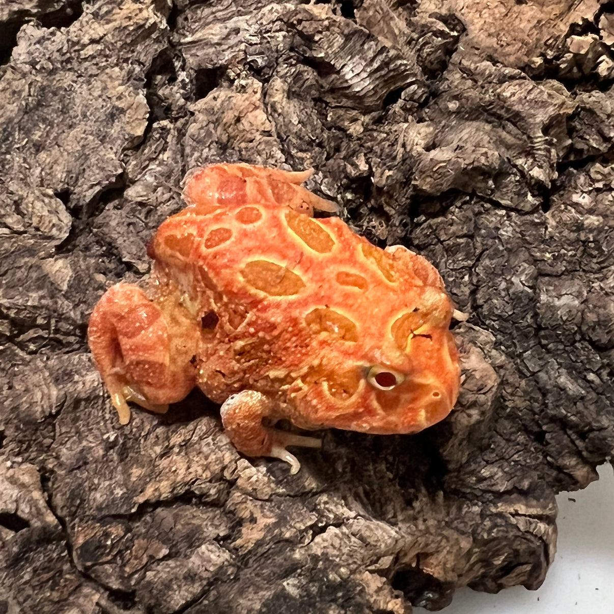 Ceratophrys cranwelli (Strawberry Pacman Frog) – Gallegos Zoological