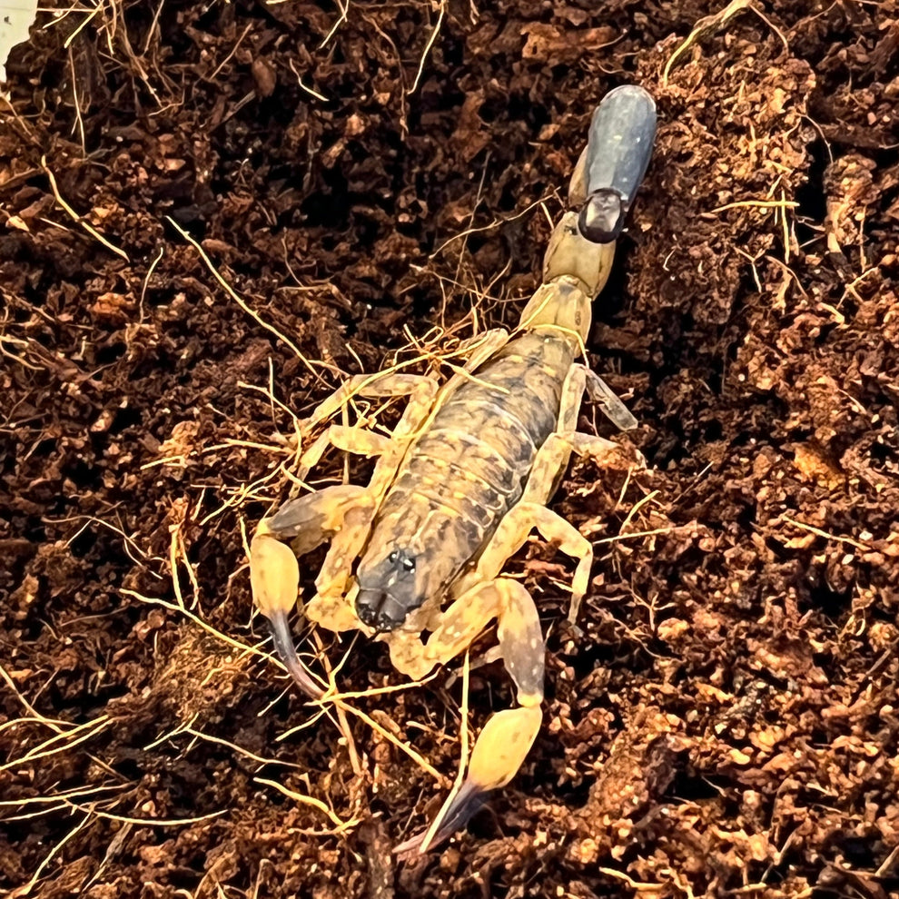 Lychas mucronatus (Chinese Swimming Scorpion) – Gallegos Zoological