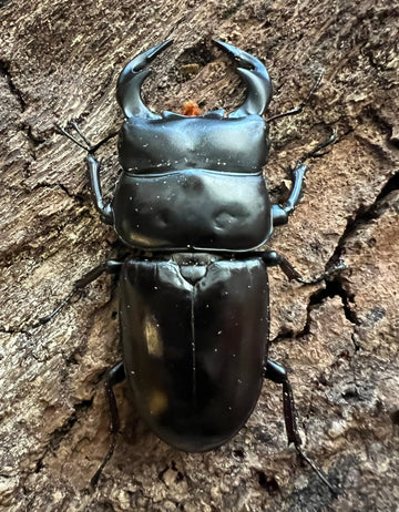 Gallegos Zoological Supply exotic insects for sale