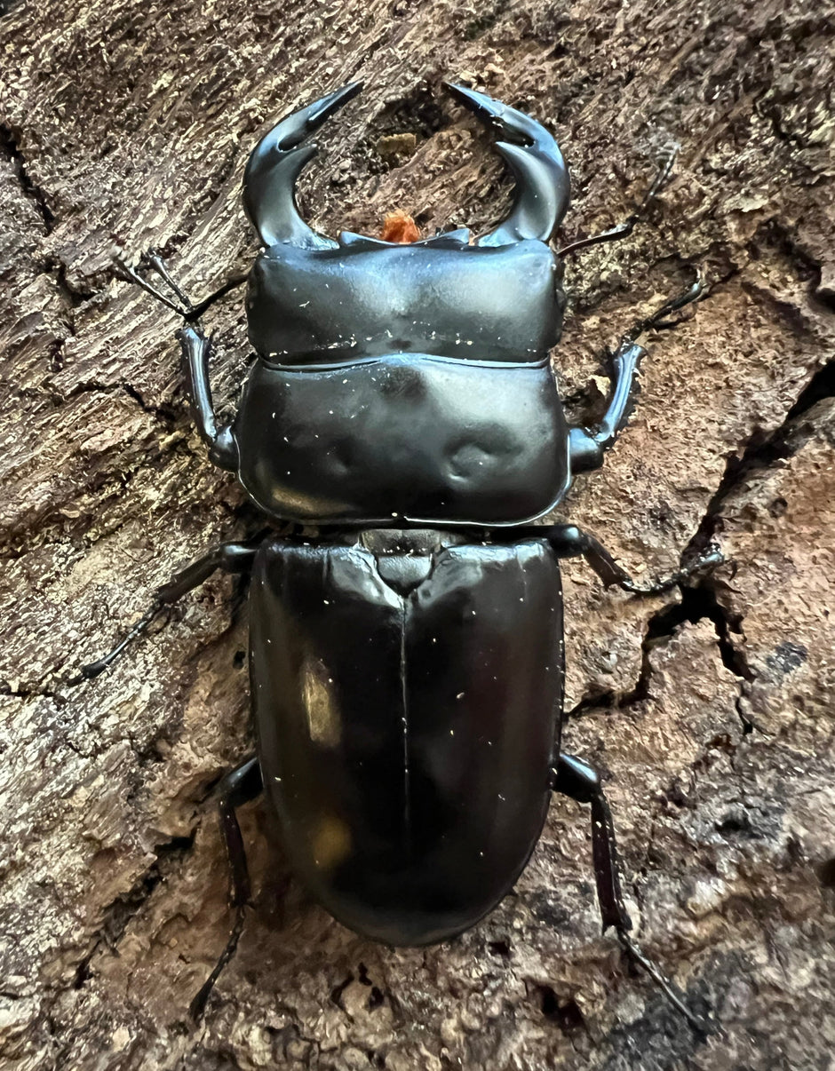 Gallegos Zoological Supply exotic insects for sale