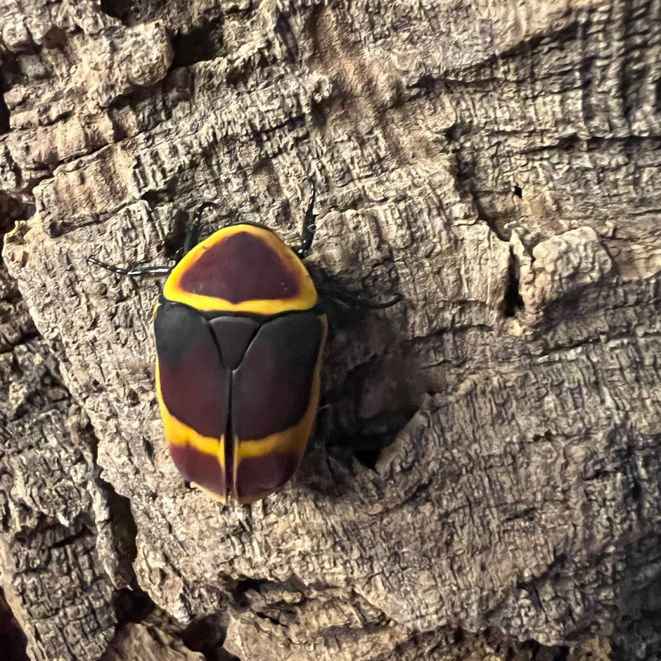 Gallegos Zoological Supply exotic insects for sale