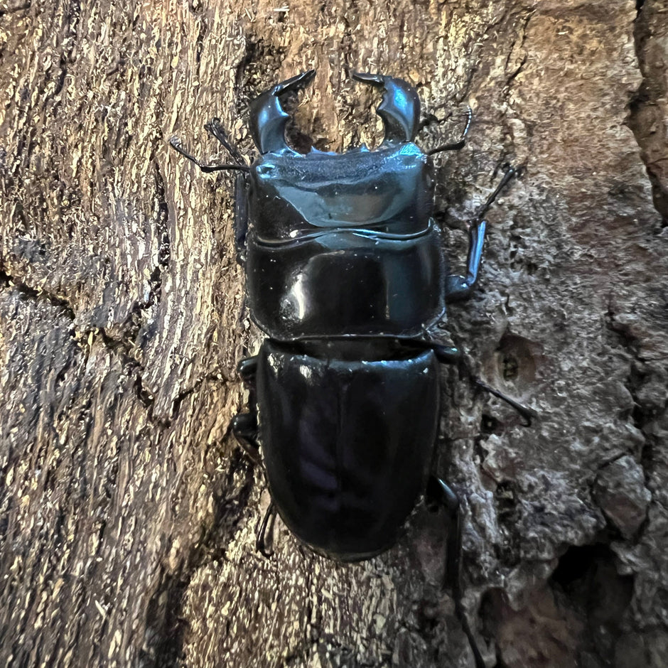 Stag Beetles – Gallegos Zoological