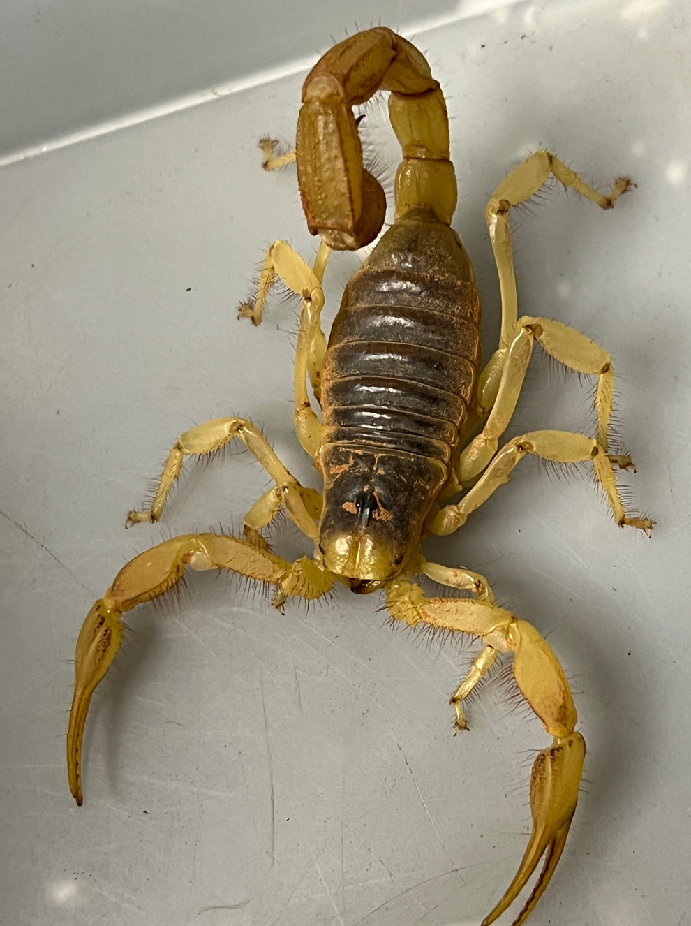 Hadrurus arizonensis (Giant Desert Hairy Scorpion) – Gallegos Zoological