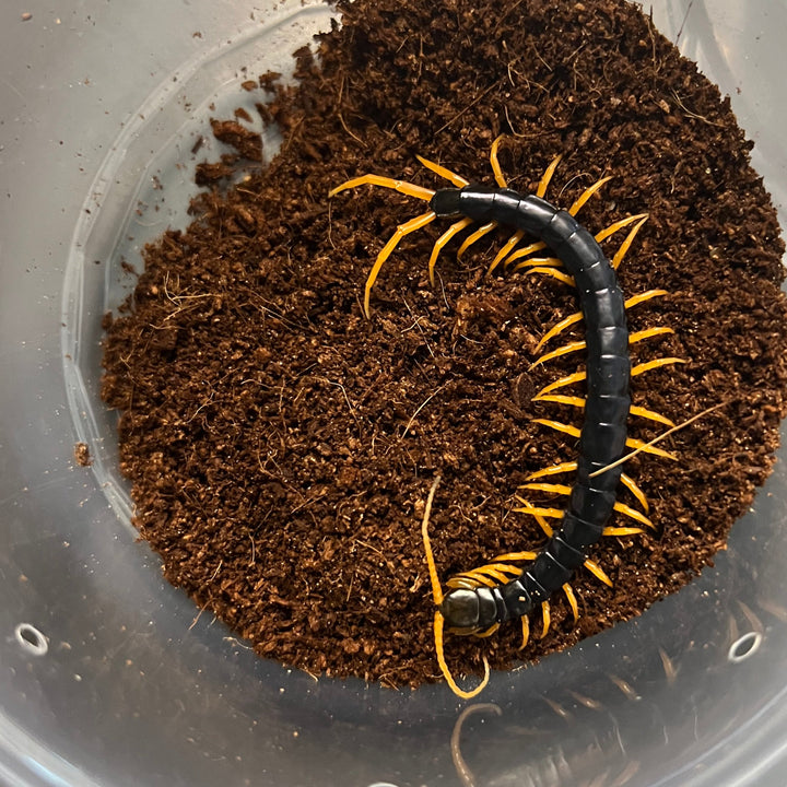 Centipedes – Gallegos Zoological