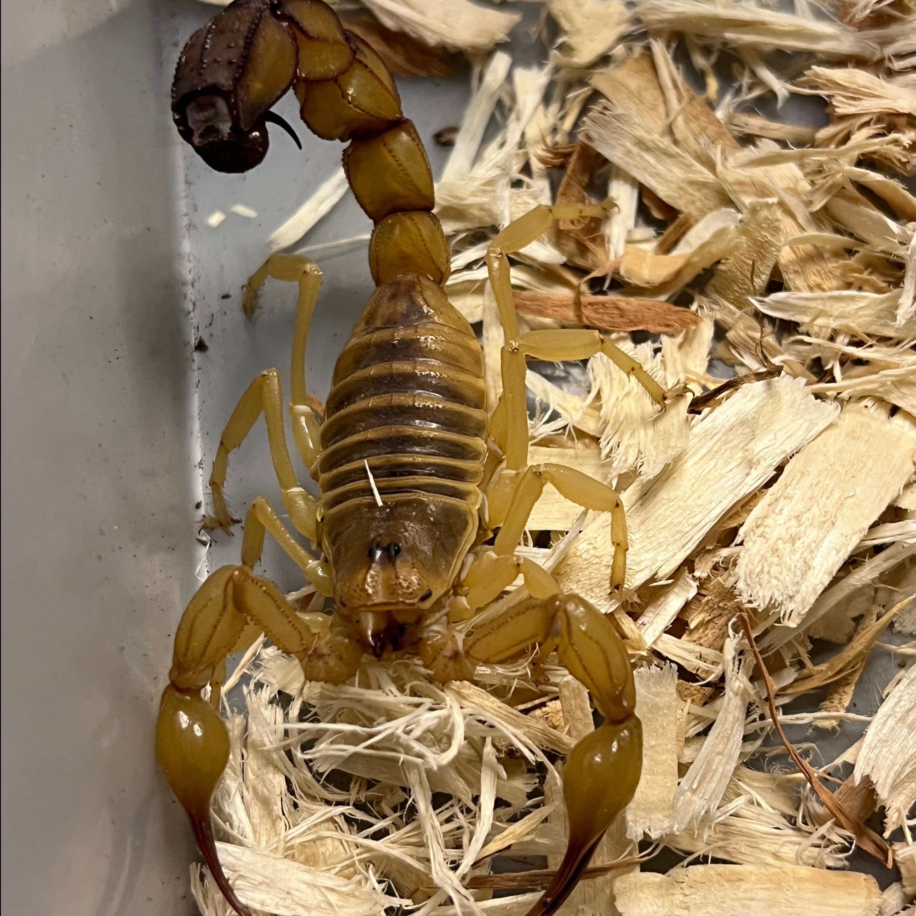 Androctonus amoreuxi (Tunisian Fat-Tailed Scorpion) – Gallegos Zoological