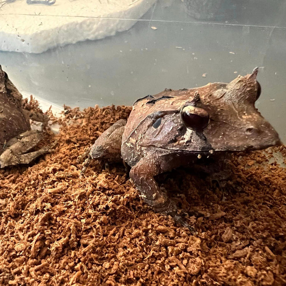 Cornufer guentheri (Solomon Island Leaf Frog) – Gallegos Zoological