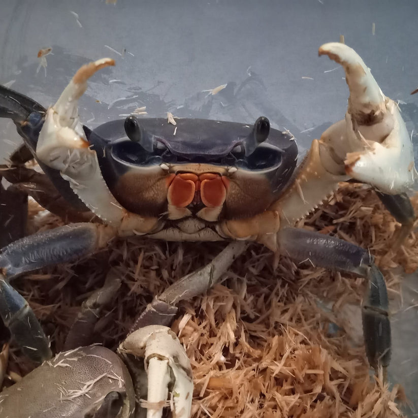 Cardisoma guanhumi (Blue Land Crab) – Gallegos Zoological