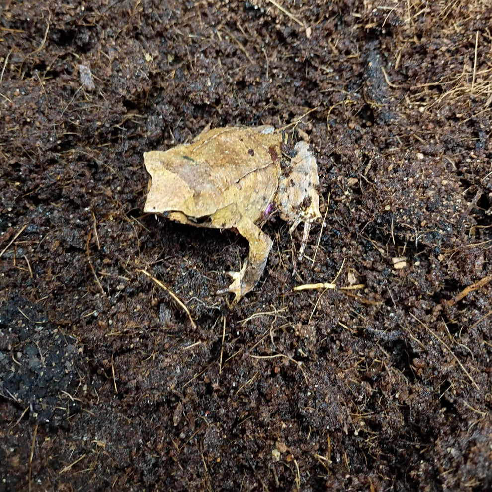 Megophrys montana (Javan Horned Frog) – Gallegos Zoological